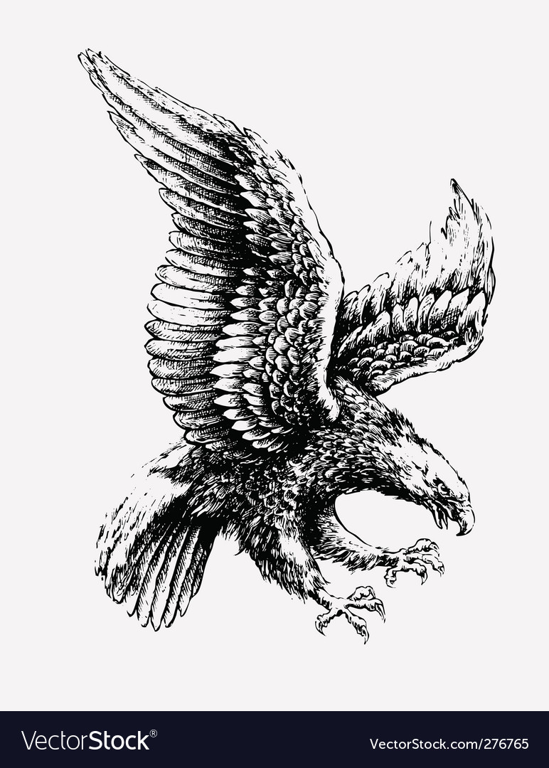 Swooping eagle Royalty Free Vector Image - VectorStock