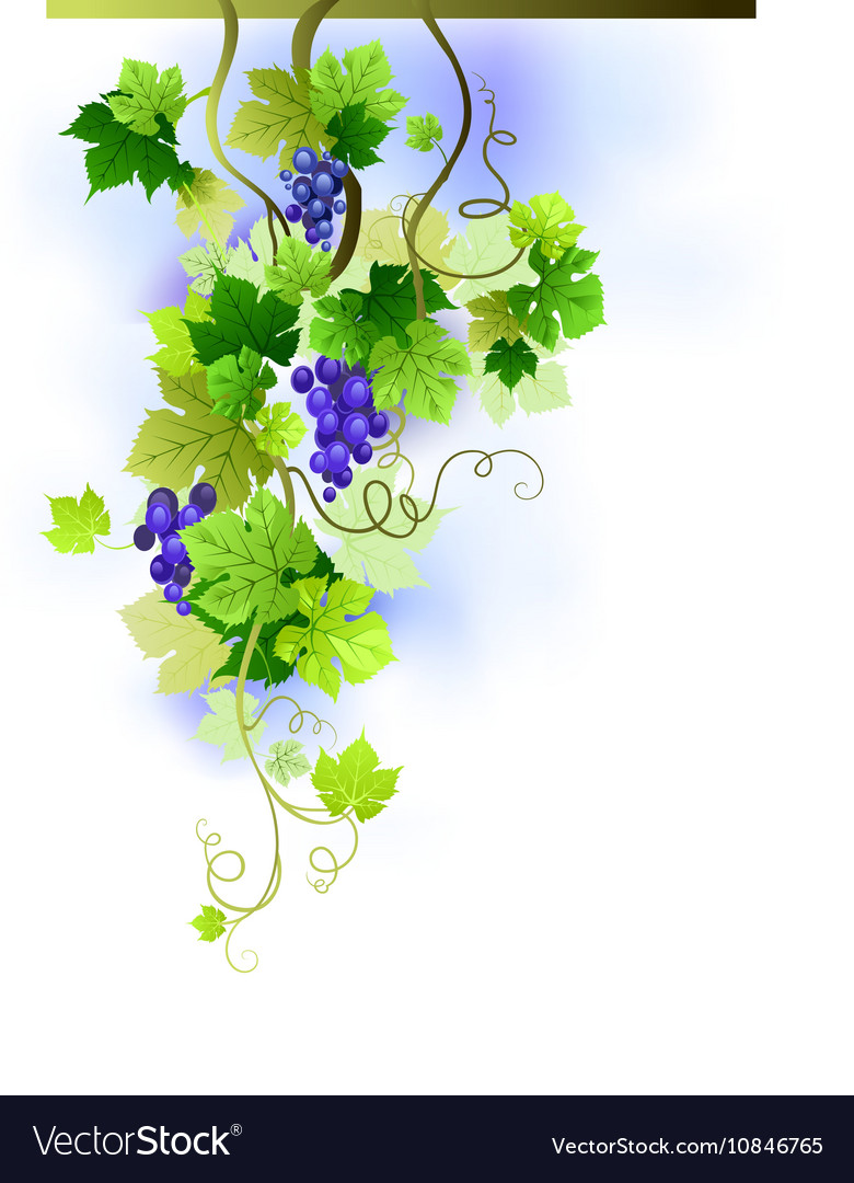 Vineyard Royalty Free Vector Image - VectorStock