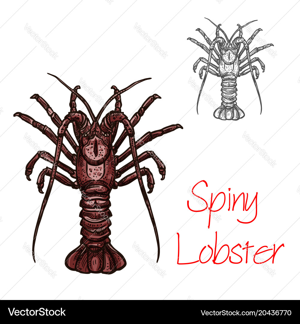 Spiny lobster ocean seafood icon Royalty Free Vector Image