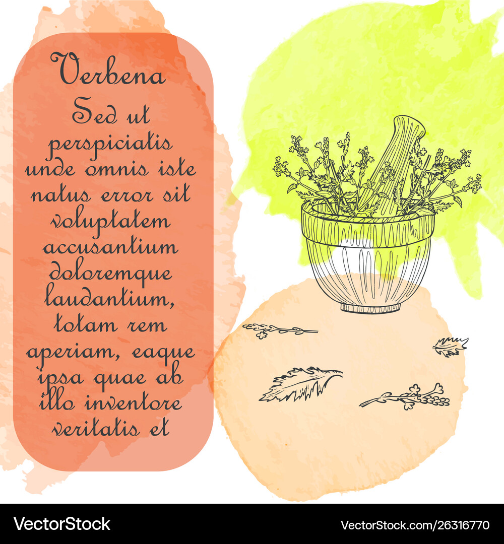 Verbena herb performed in handdrawn style Vector Image