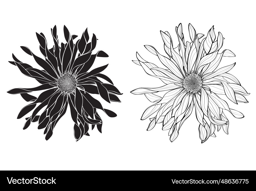 Beautiful monochrome line gerbera flowers Vector Image