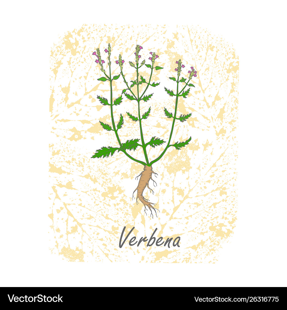 Herbal plant verbena placed on substrate Vector Image