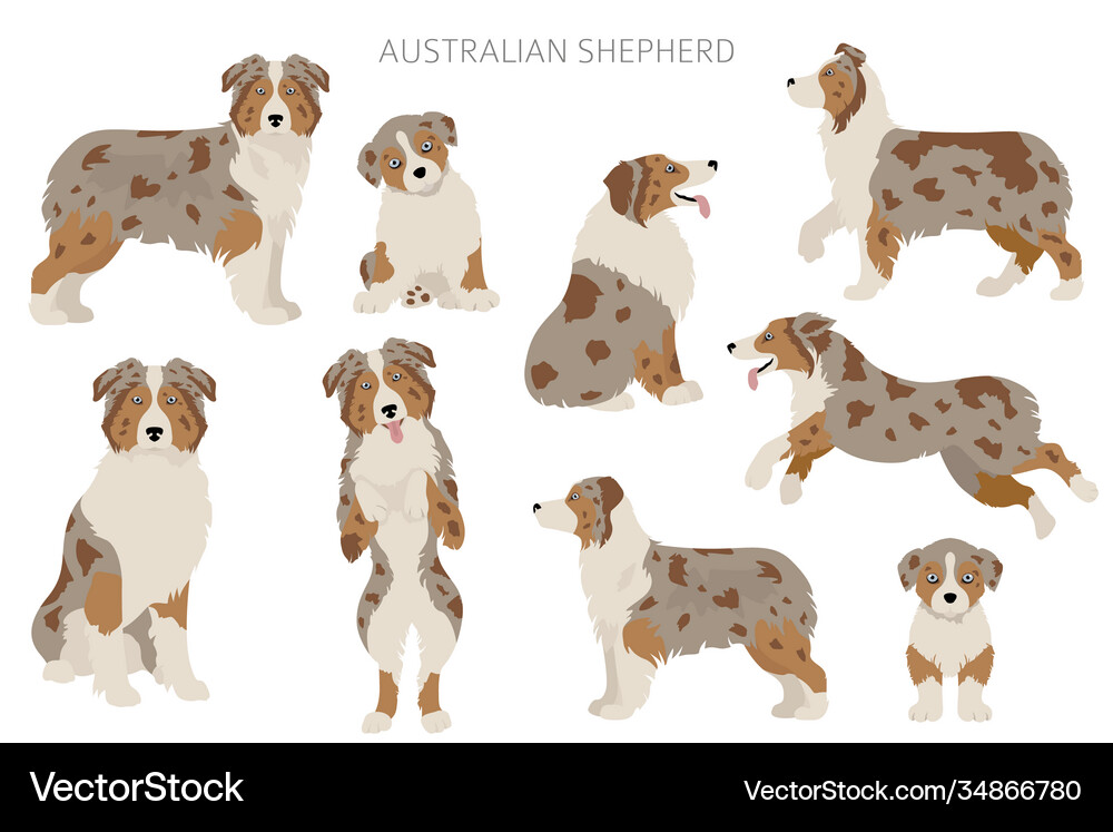 Australian shepherd dogs set color varieties Vector Image