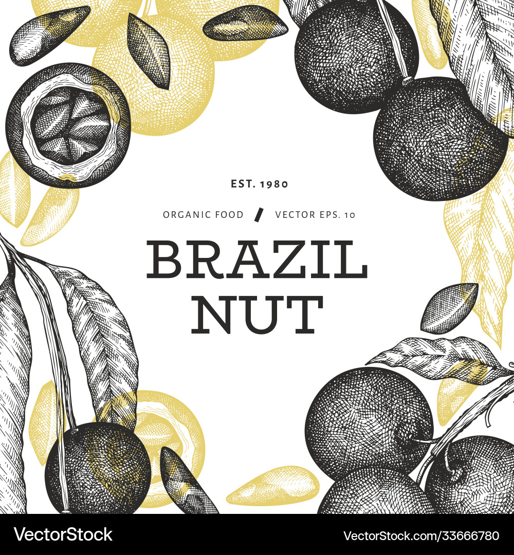 Hand drawn brazilian branch and kernels Royalty Free Vector