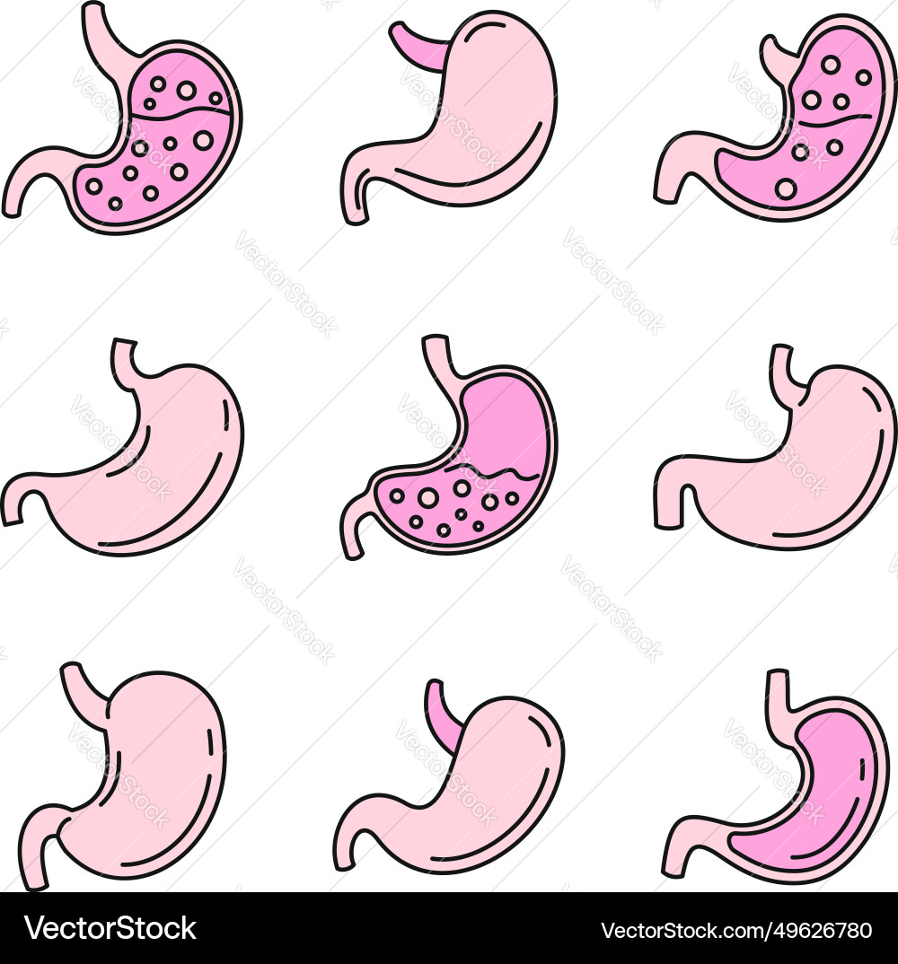 Human stomach icons set color Royalty Free Vector Image