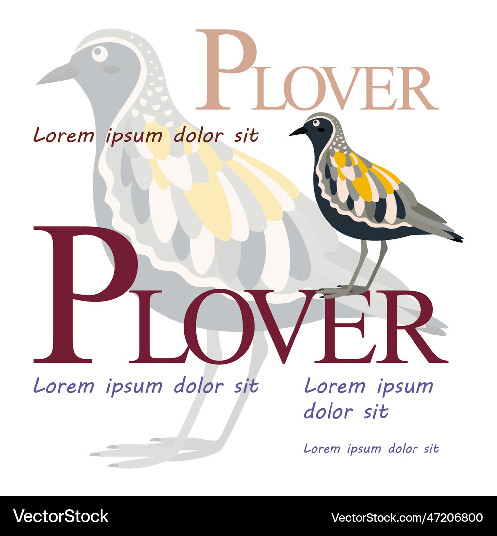 Poster banner with plover bird and text Royalty Free Vector