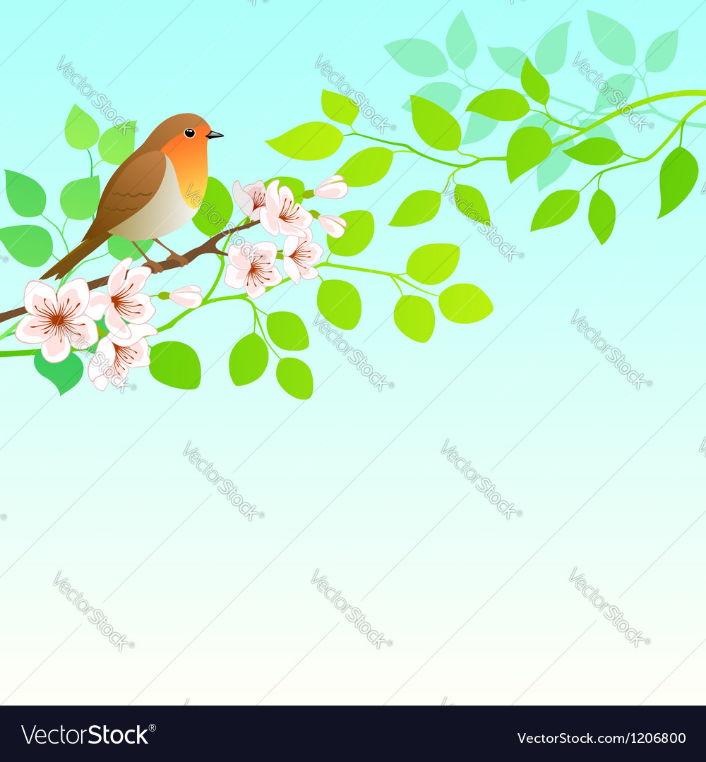 Spring robin Royalty Free Vector Image - VectorStock