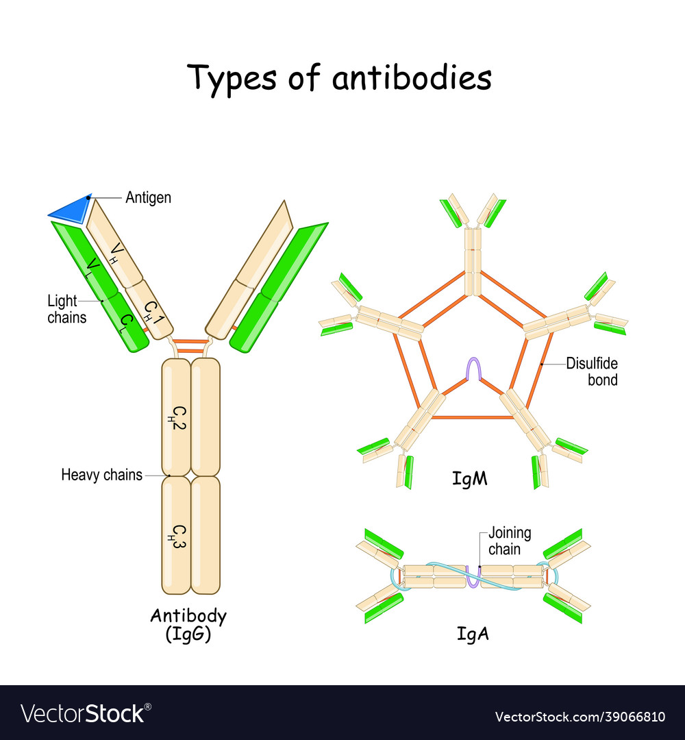 Antibody Structure & Types Royalty Free Vector Image