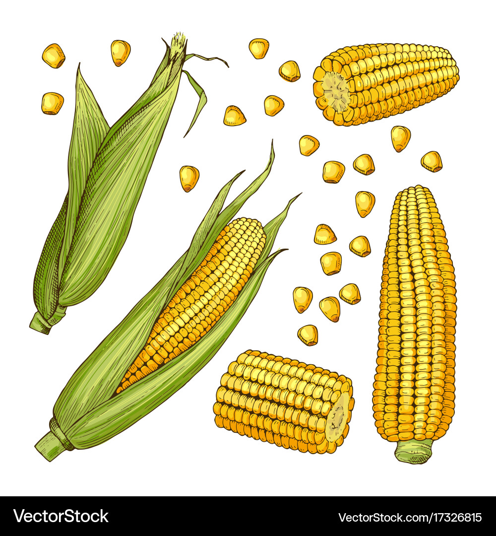 Farm different sides of corn Royalty Free Vector Image