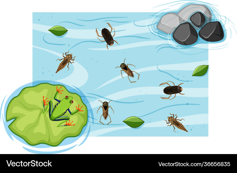 Top view aquatic insects in pond Royalty Free Vector Image