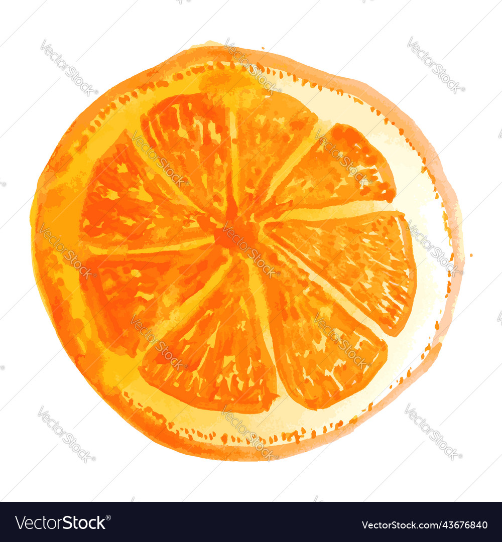 Orange fruit hand paint watercolor Royalty Free Vector Image