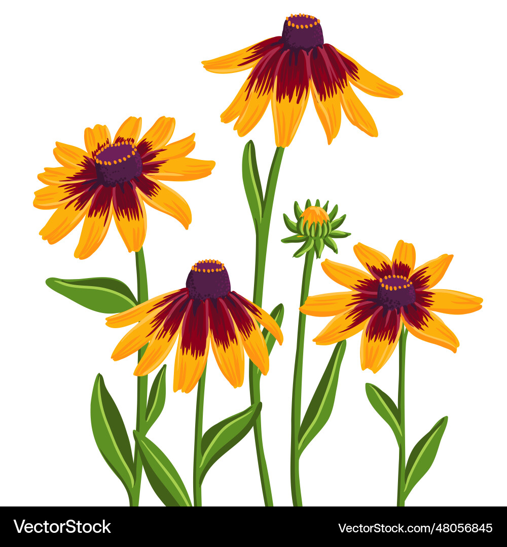 Drawing garden flowers coneflowers Royalty Free Vector Image