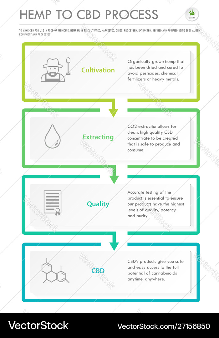 Hemp to cbd process vertical business infographic Vector Image