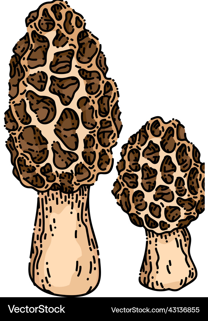 Morel mushroom sketch hand drawn Royalty Free Vector Image