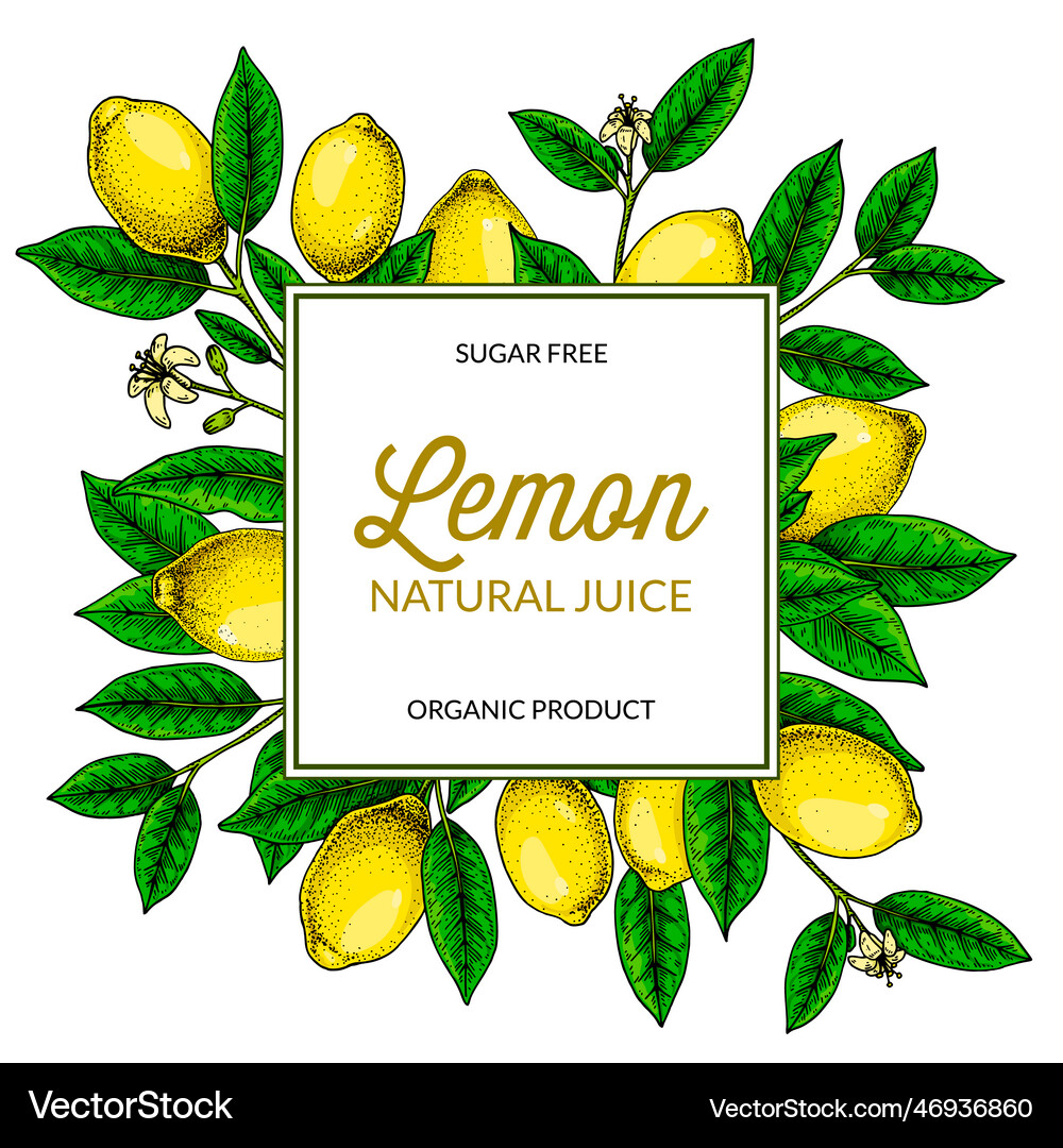 Square lemon frame hand drawn colorful in sketch Vector Image