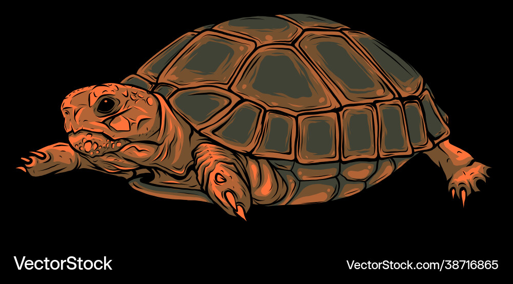 Cartoon on black background turtle Royalty Free Vector Image