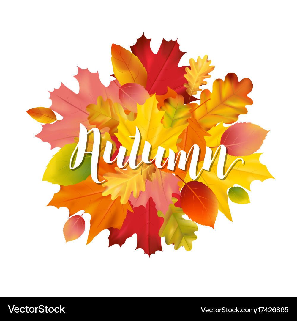 Colorful autumn leaves design Royalty Free Vector Image