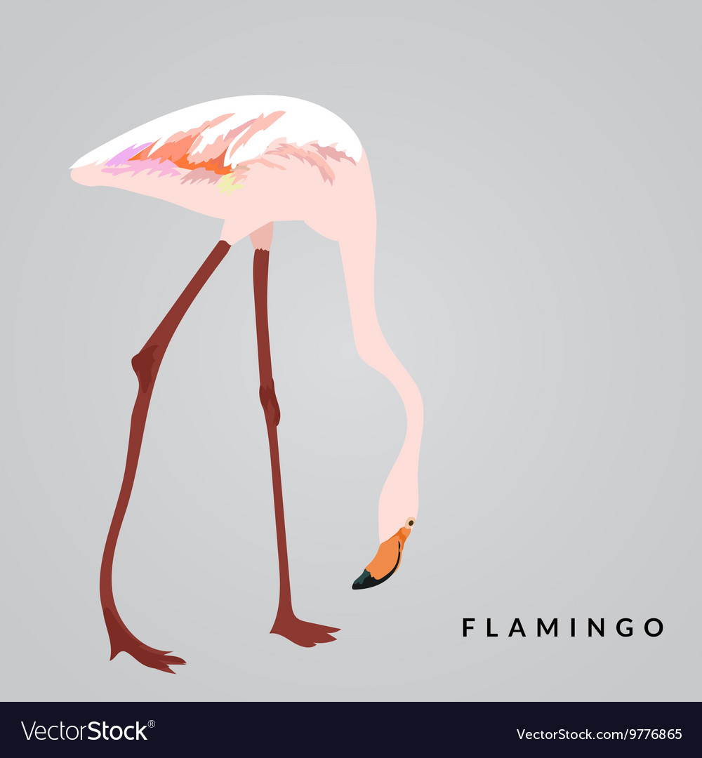 Flamingo Royalty Free Vector Image - VectorStock