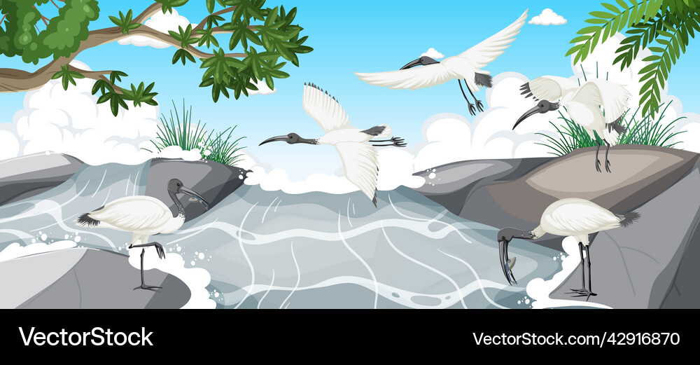 Australian white ibis group in the forest Vector Image