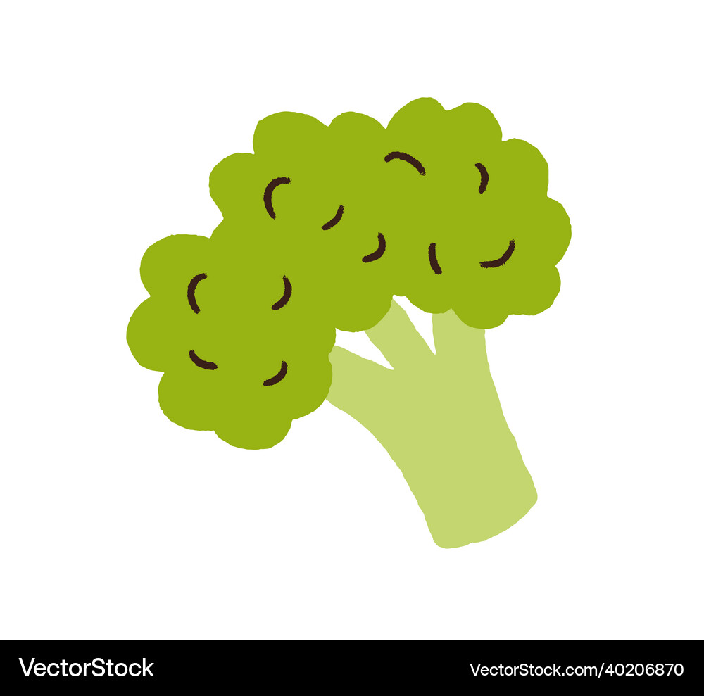 Fresh green broccoli broccoli vegetable in doodle Vector Image