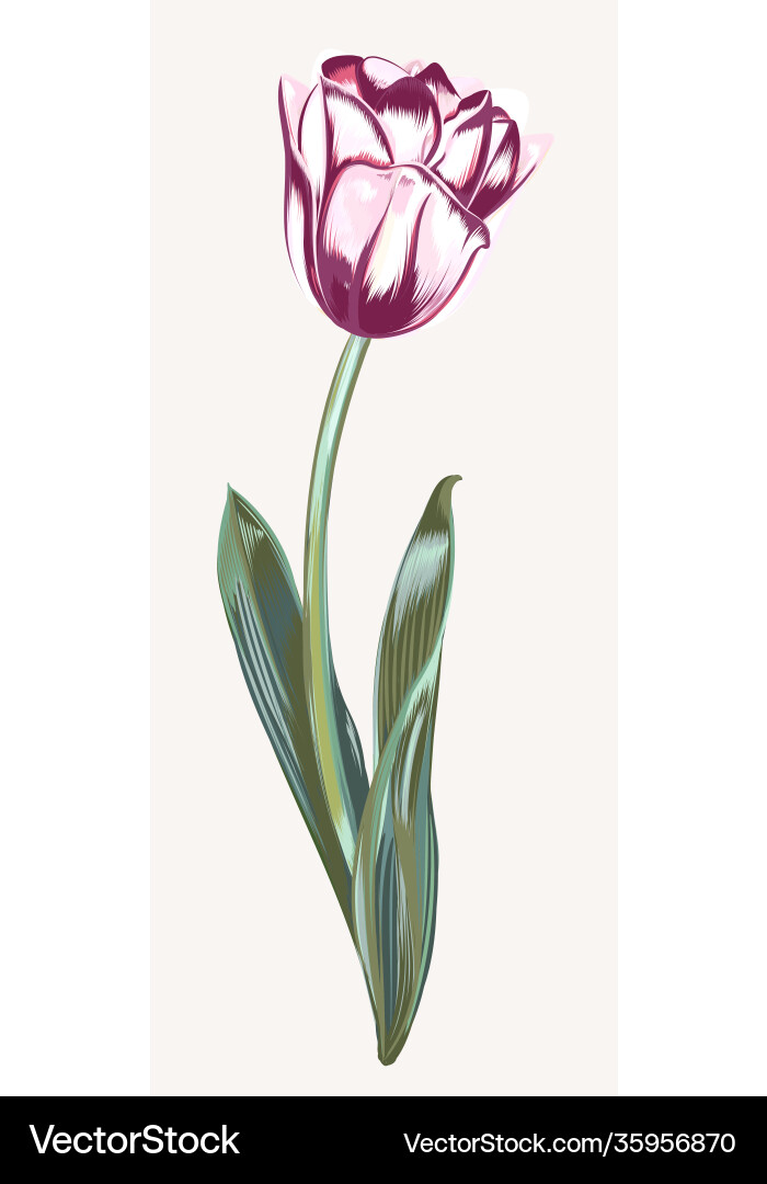 Hand drawn tulip in realistic style Royalty Free Vector