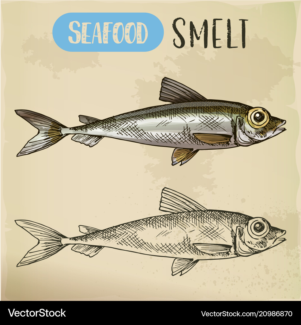 Smelt or freshwater fish side view sketch Vector Image
