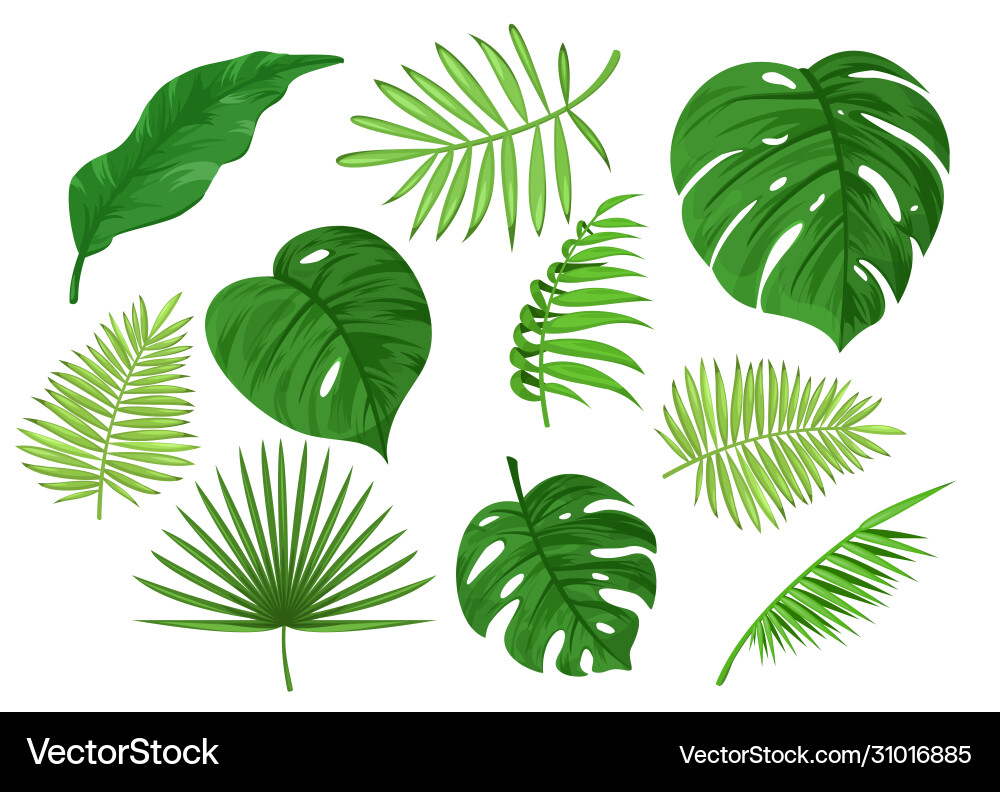Tropical carved and solid green apart leaves Vector Image
