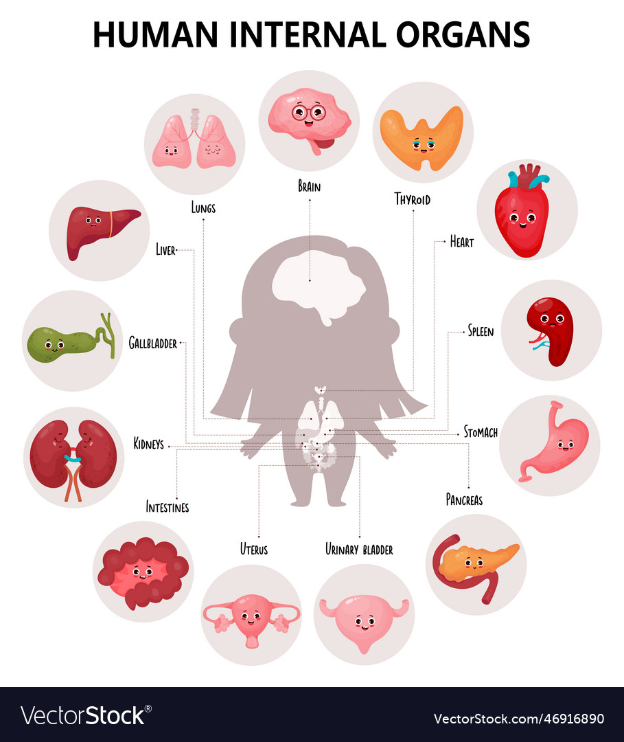 Cute infographics anatomy human body organs Vector Image