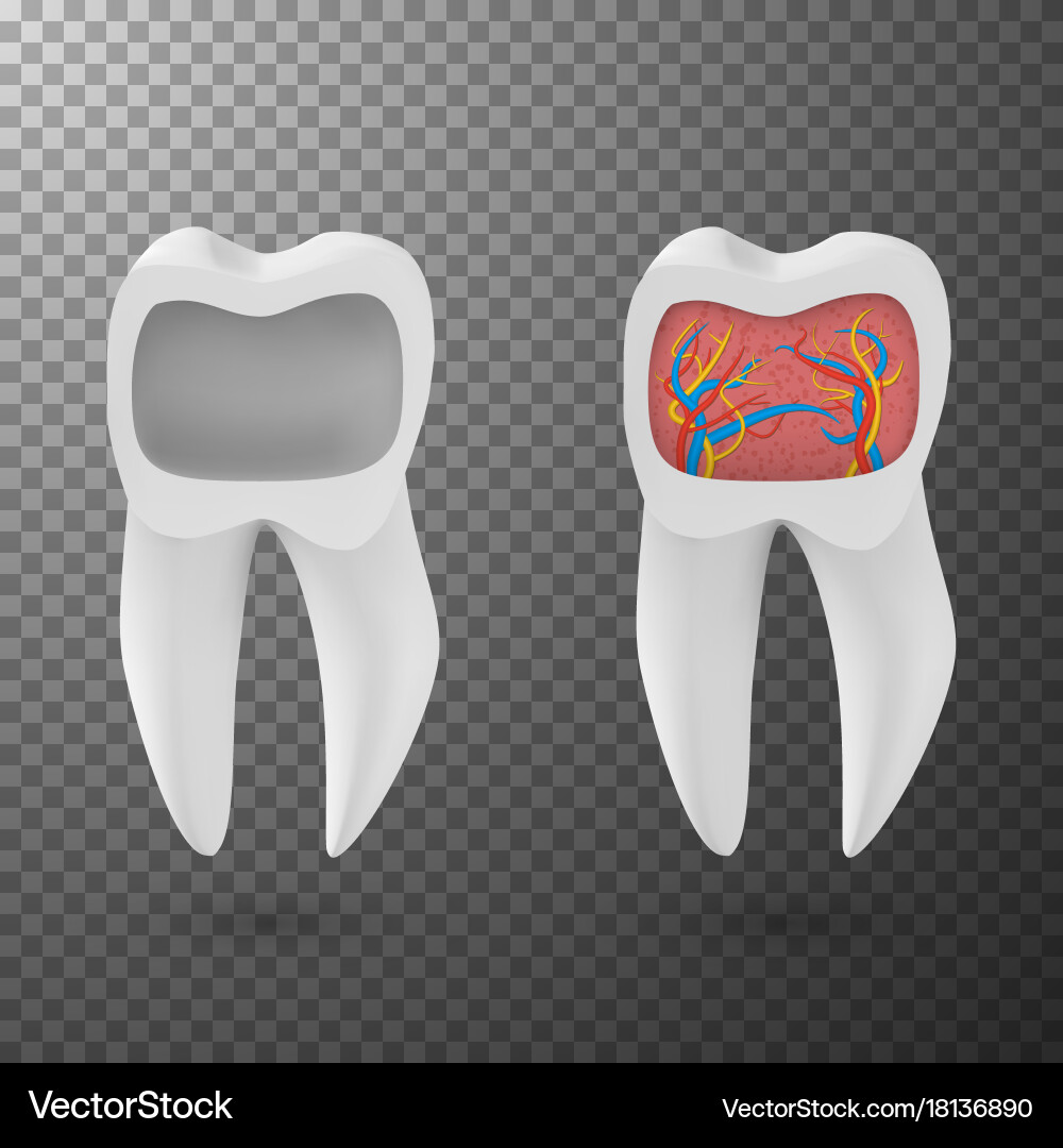 Realistic 3d tooth set healthy teeth set care Vector Image