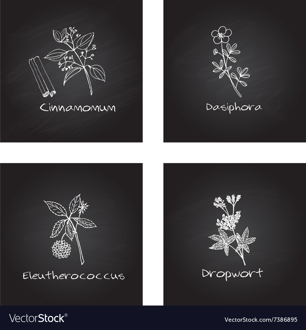 Handdrawn medicinal herbs - health and nature set Vector Image