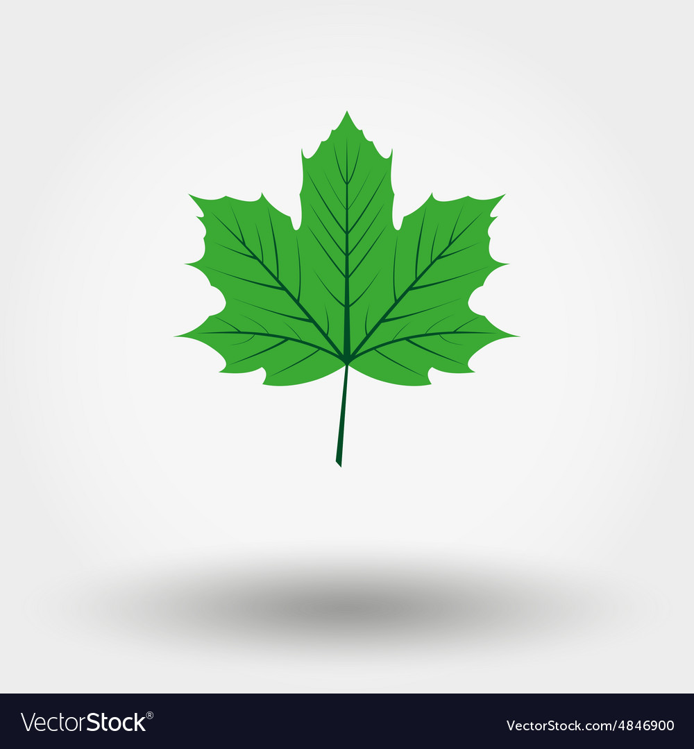 Single Maple Leaf Royalty Free Vector Image - VectorStock