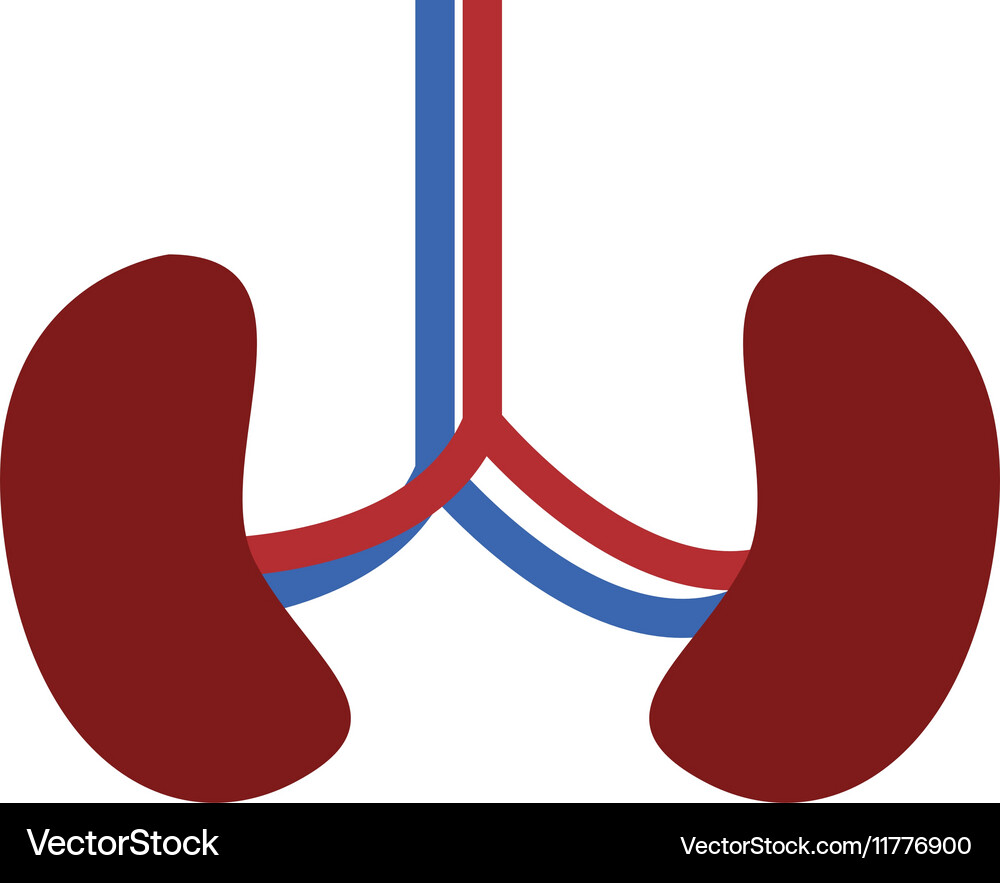System renal with kidneys and veins Royalty Free Vector