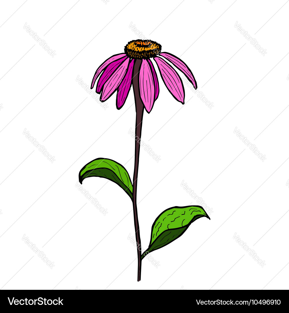 Echinacea Plant Drawing Sweet Sandia Coneflower, Echinacea 'Sweet
