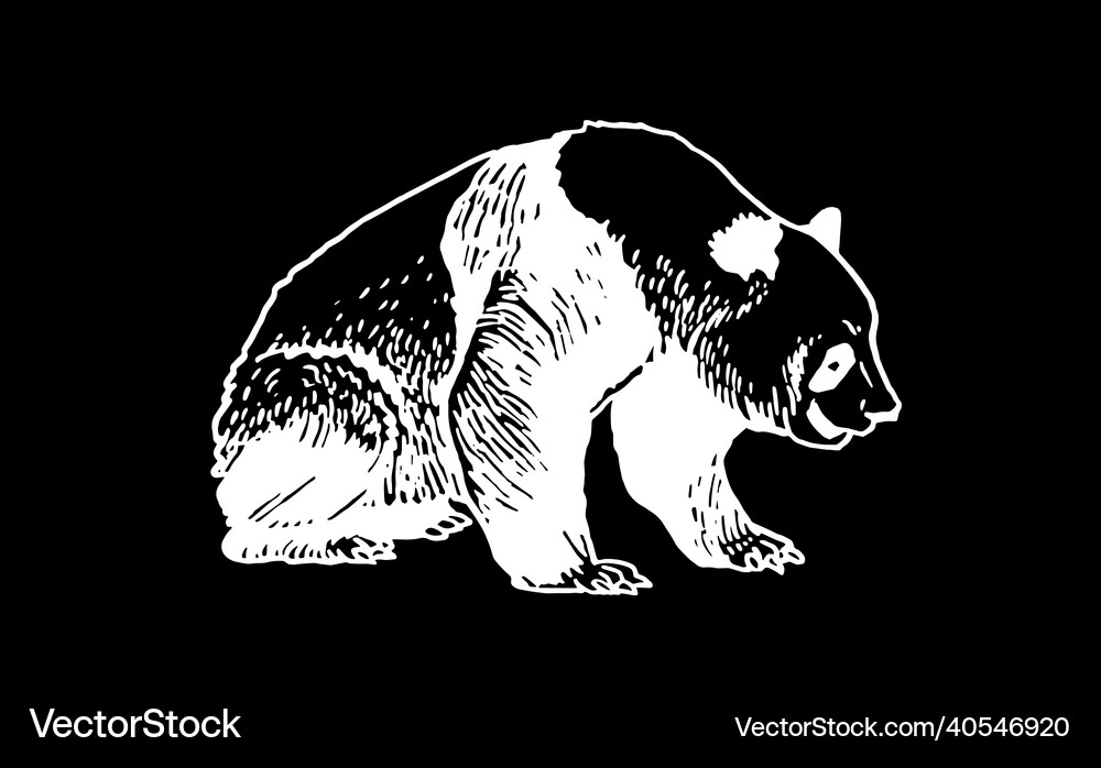 Engraved of panda on black Royalty Free Vector Image