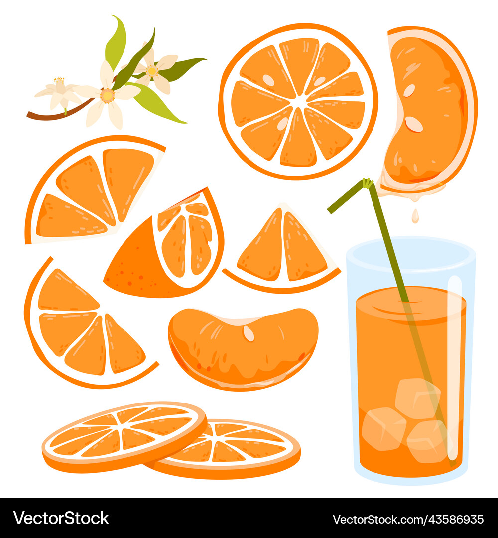 Slices of orange fruit Royalty Free Vector Image