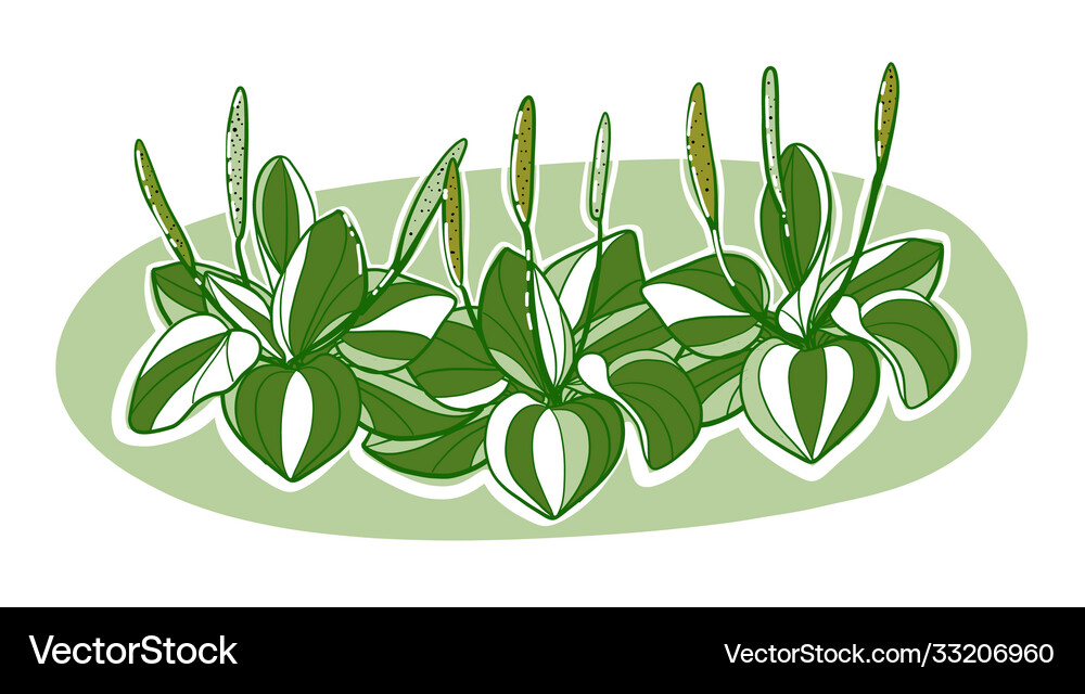A plant plantain color Royalty Free Vector Image