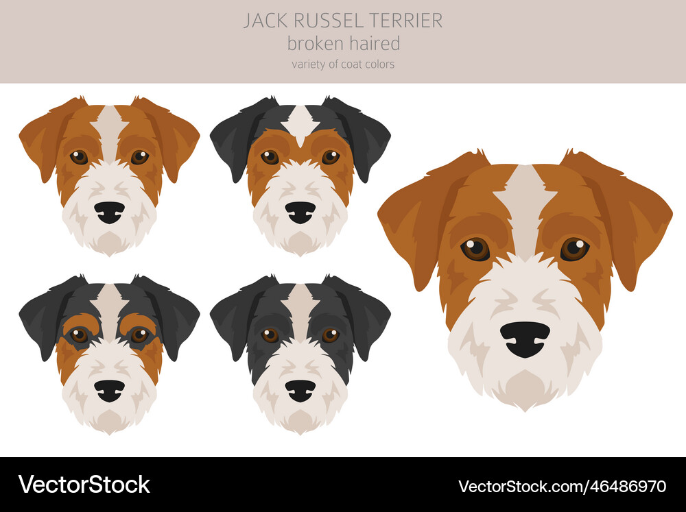 Jack russel terrier in different poses and coat Vector Image
