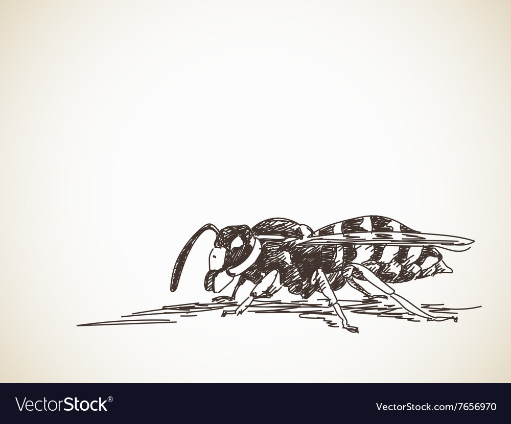 Wasp Royalty Free Vector Image - VectorStock