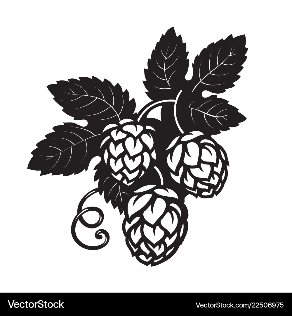 Hop cones with leaves hand drawn Royalty Free Vector Image