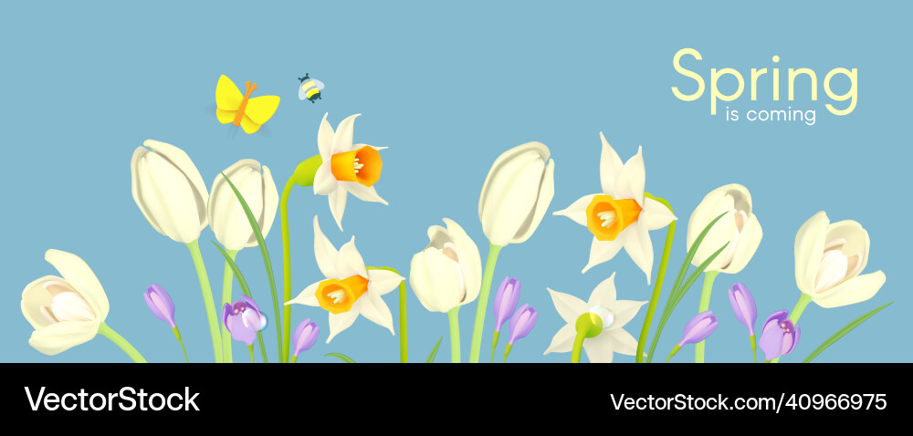 Spring is coming narcissus crocus and tulip Vector Image
