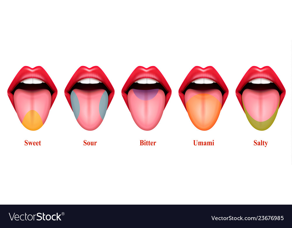 Basic tastes realistic composition Royalty Free Vector Image