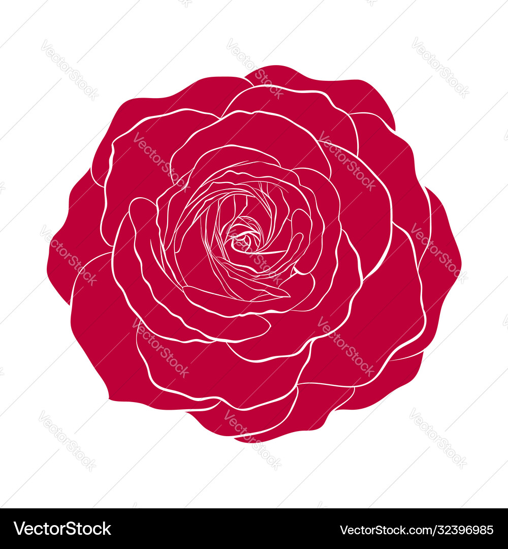 Beautiful red rose isolated on white background Vector Image