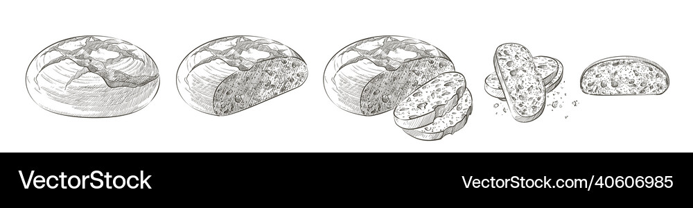 Loaf of bread rye rounde rustic or whole Vector Image