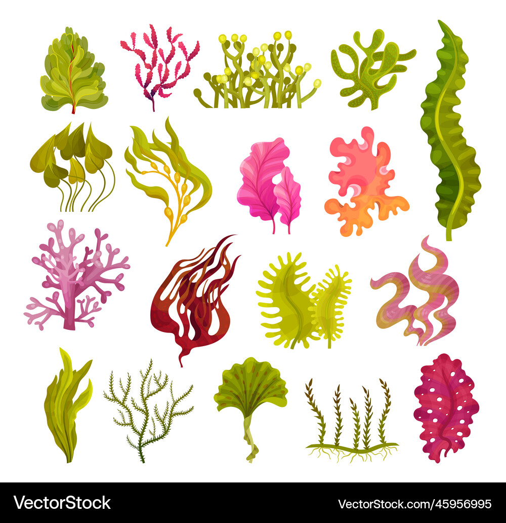 Different algae and seaweeds growing on ocean Vector Image