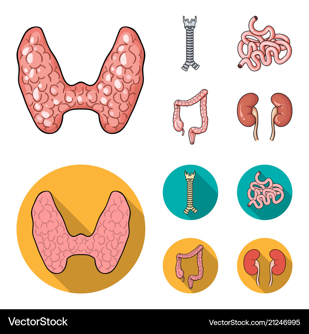 Thyroid gland spine small intestine large Vector Image