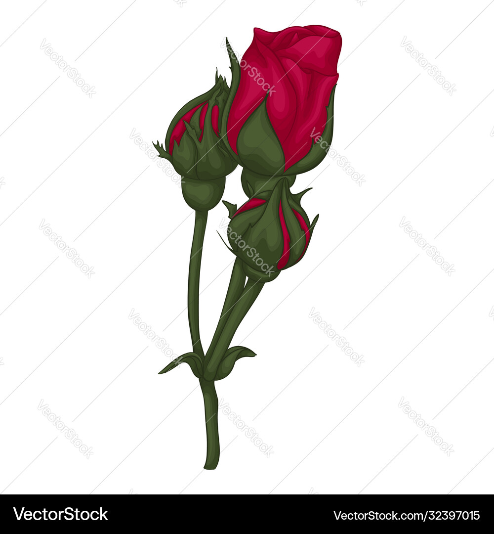Beautiful red rose isolated on white background Vector Image