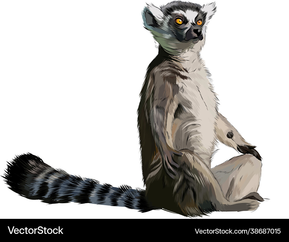 Lemur from a splash watercolor colored drawing Vector Image