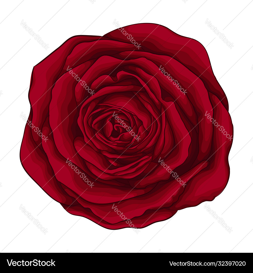Beautiful red rose isolated on white background Vector Image