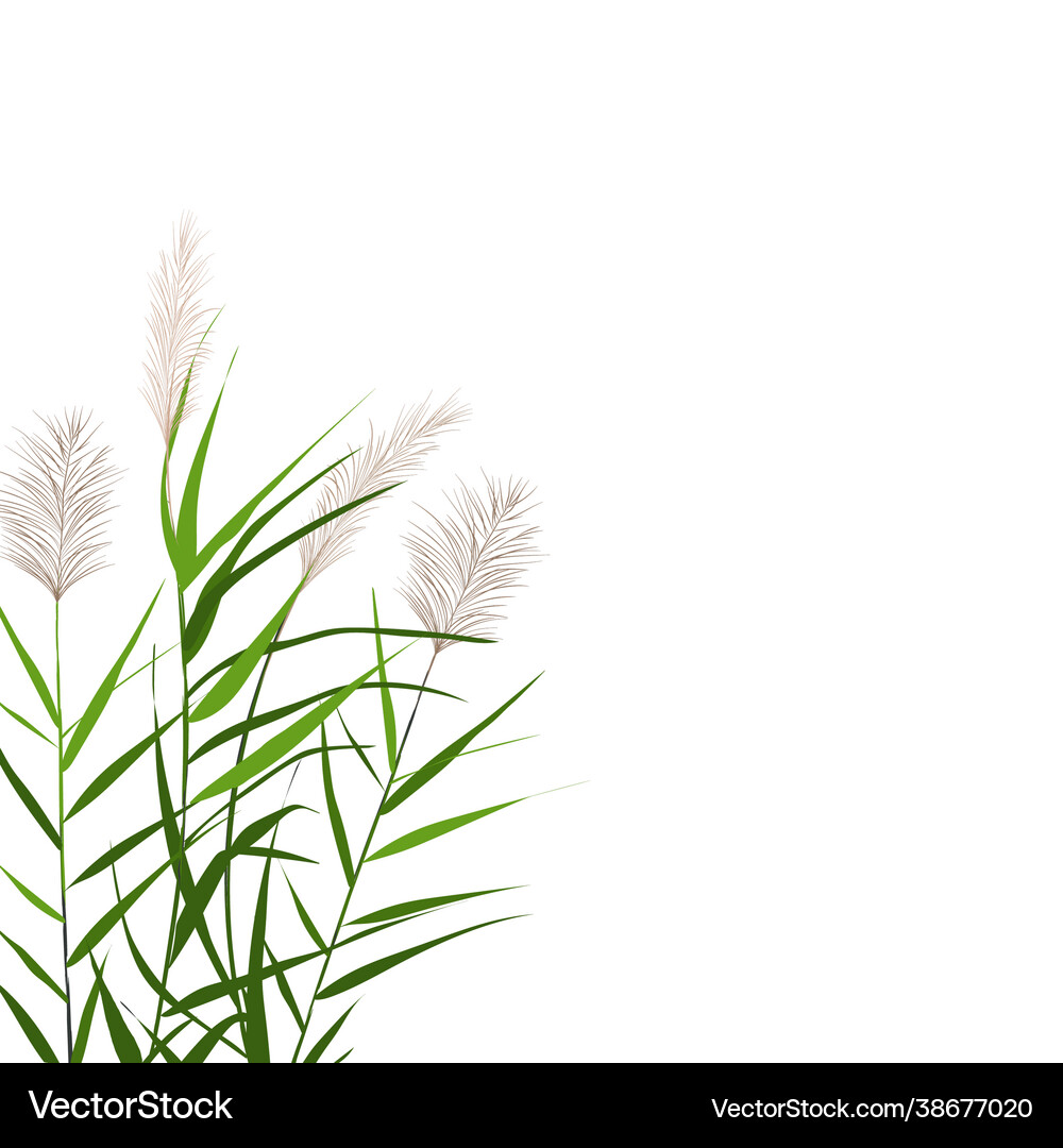 Hand drawing sketch with reeds Royalty Free Vector Image