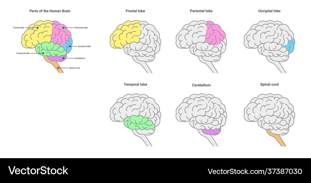 Human brain anatomy set parts Royalty Free Vector Image